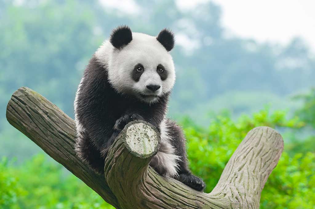 PandaPad to Become New Social Network Exclusively for Pandas » Just Laugh