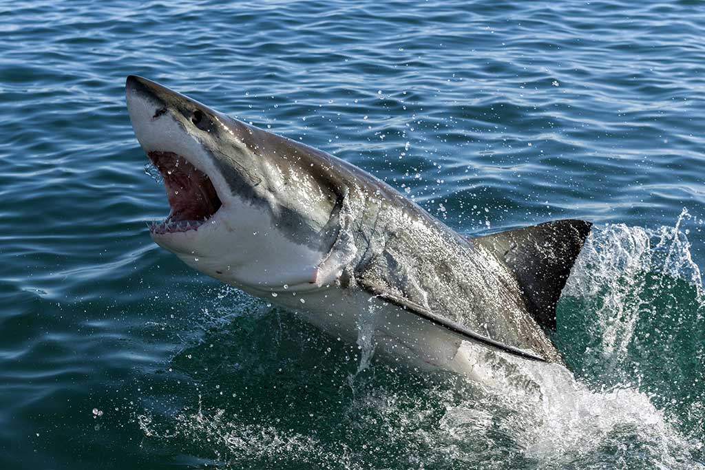 Jaws Star Celebrates 40th Anniversary By Eating 40 Lucky Fans » Just Laugh